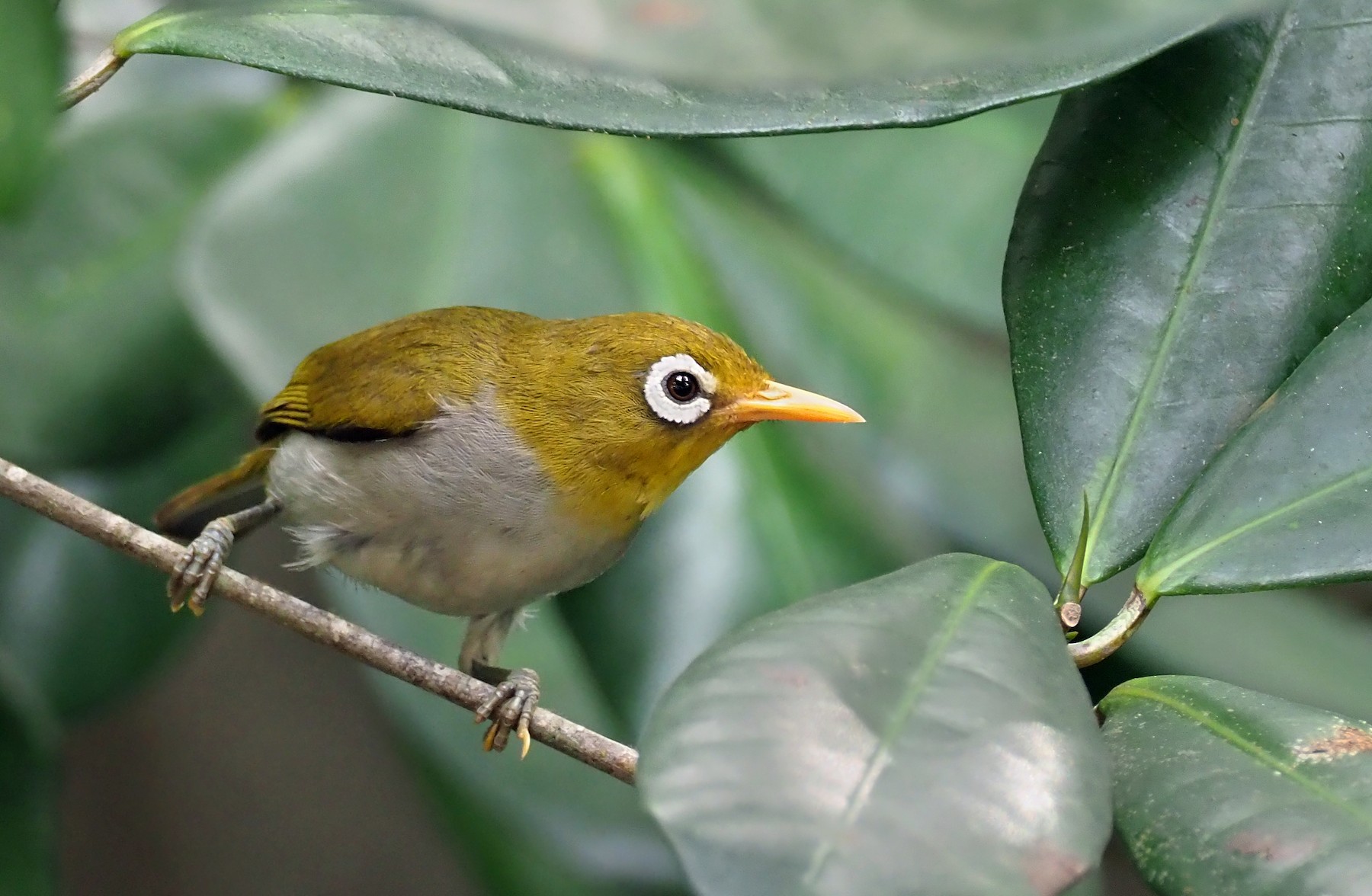 Wangi-Wangi White-eye (undescribed form) - eBird