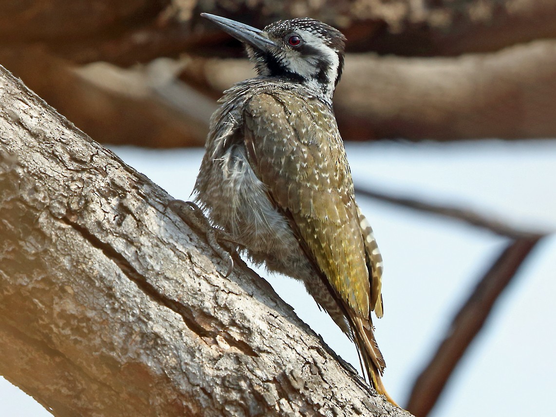 Bearded Woodpecker - eBird