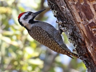 Bearded Woodpecker - eBird