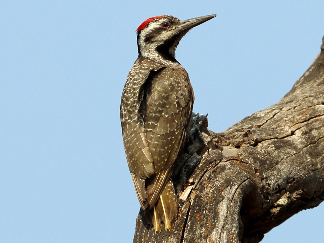 Bearded Woodpecker - eBird