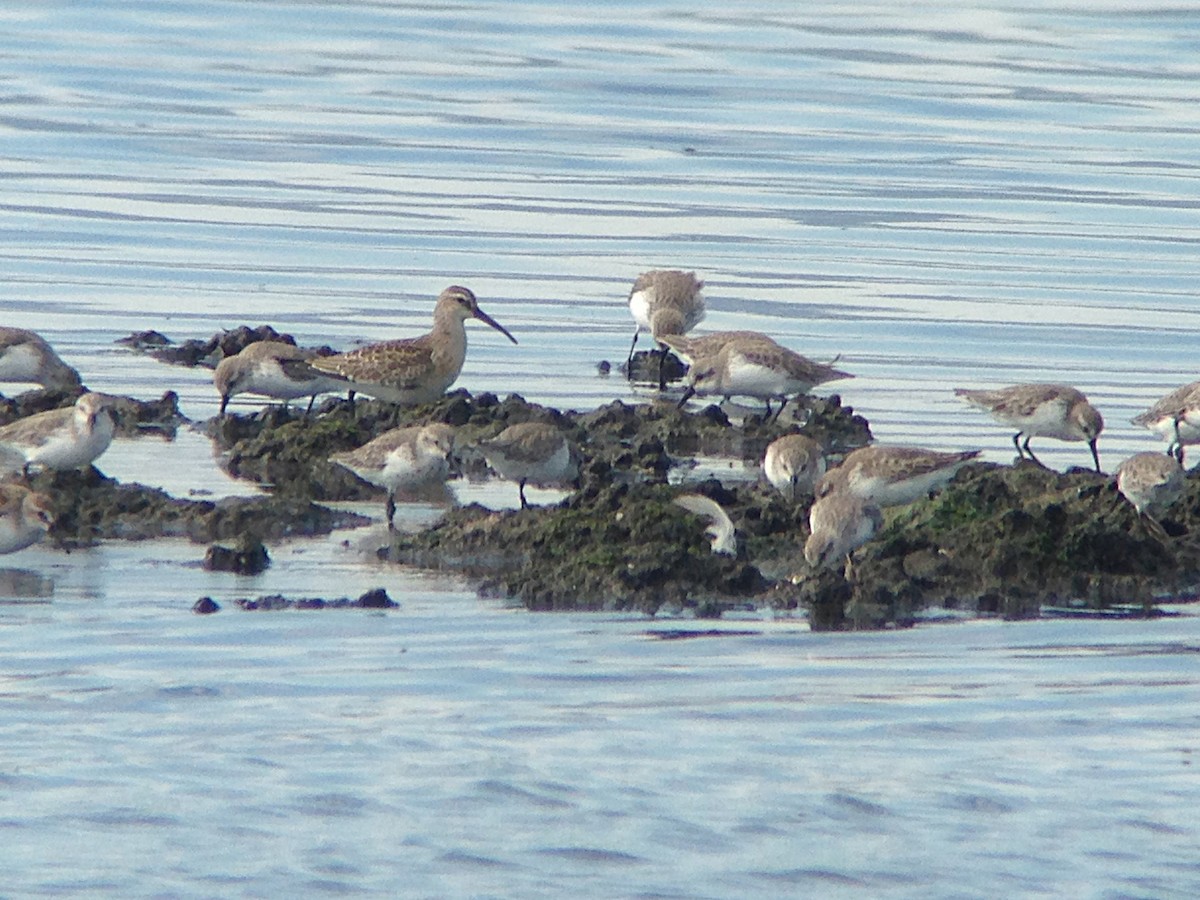 eBird Checklist - 11 Sep 2015 - Don Edwards NWR (SCL Co.) (please use a ...
