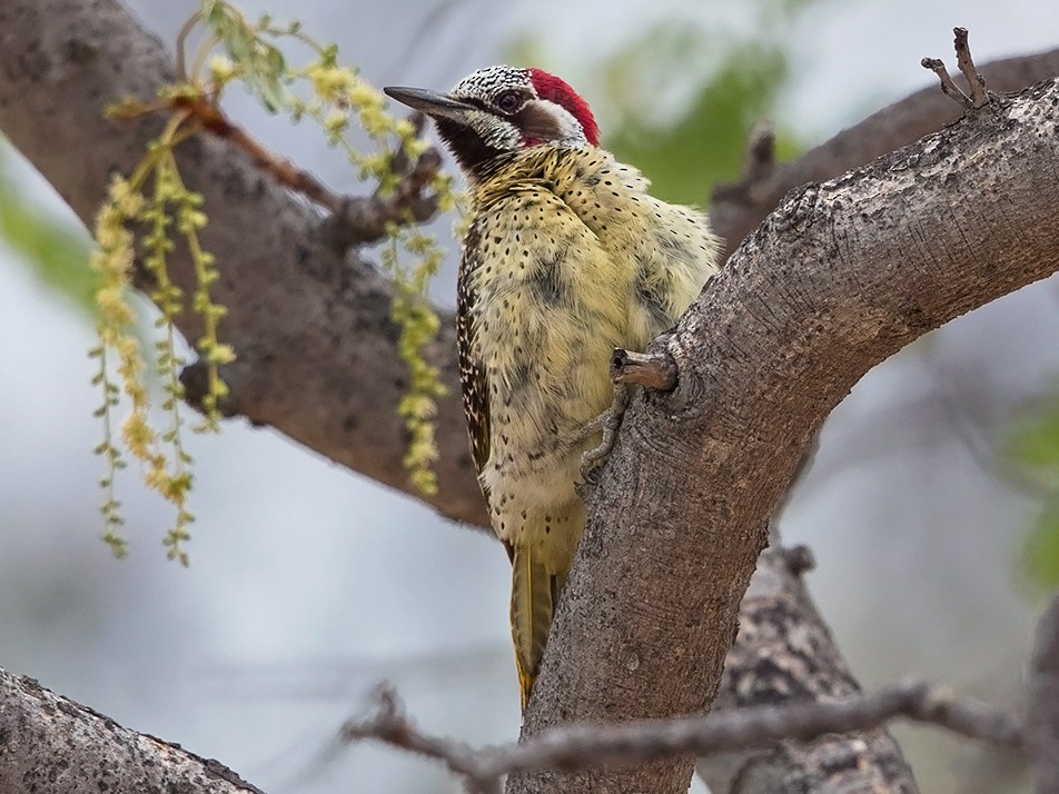 Pito de Bennett - eBird
