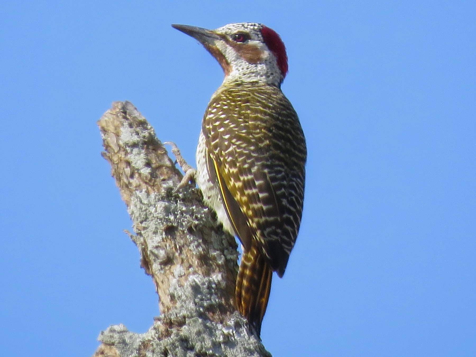 Pito de Bennett - eBird