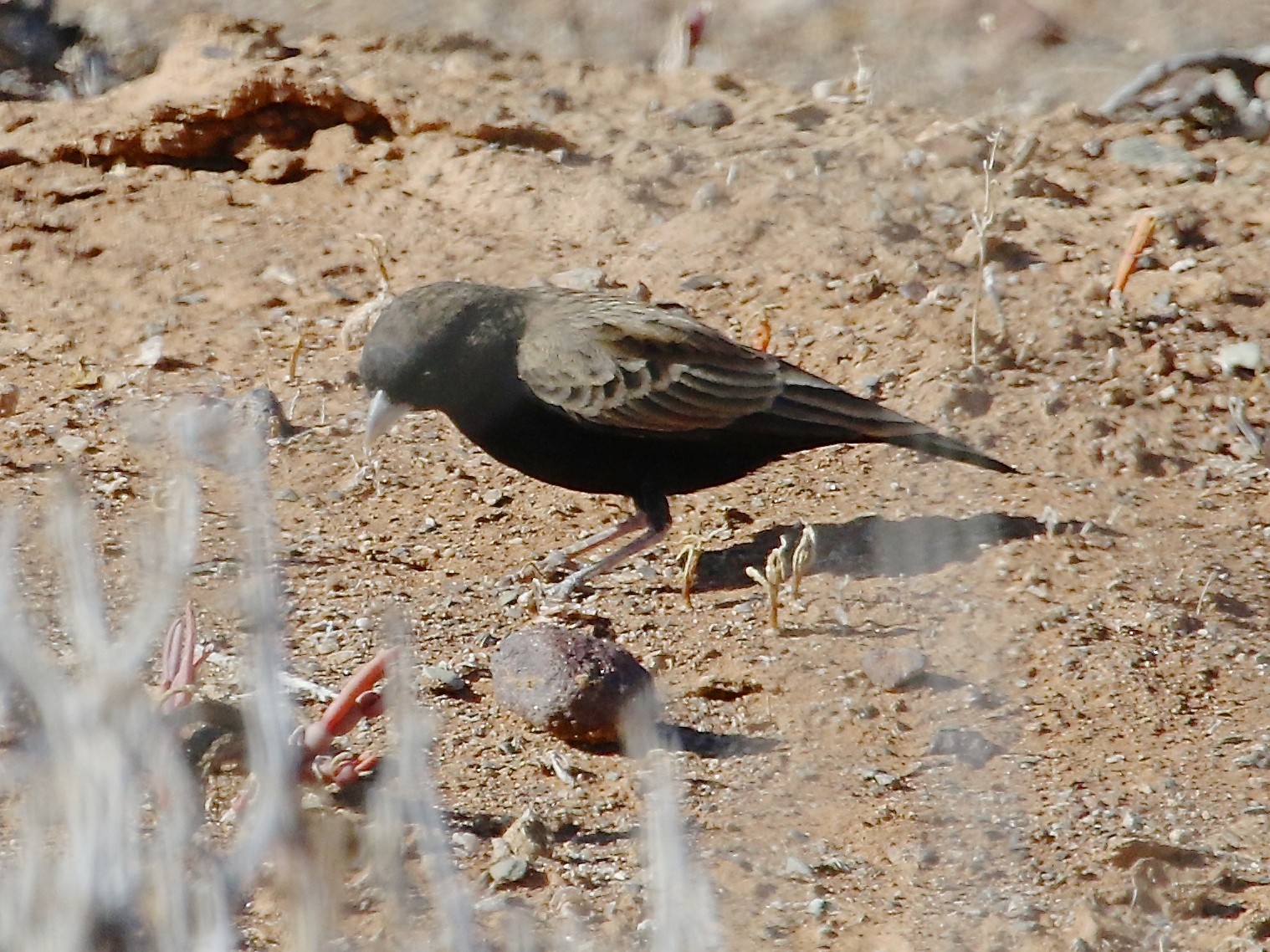 Black-eared Sparrow-Lark - eBird