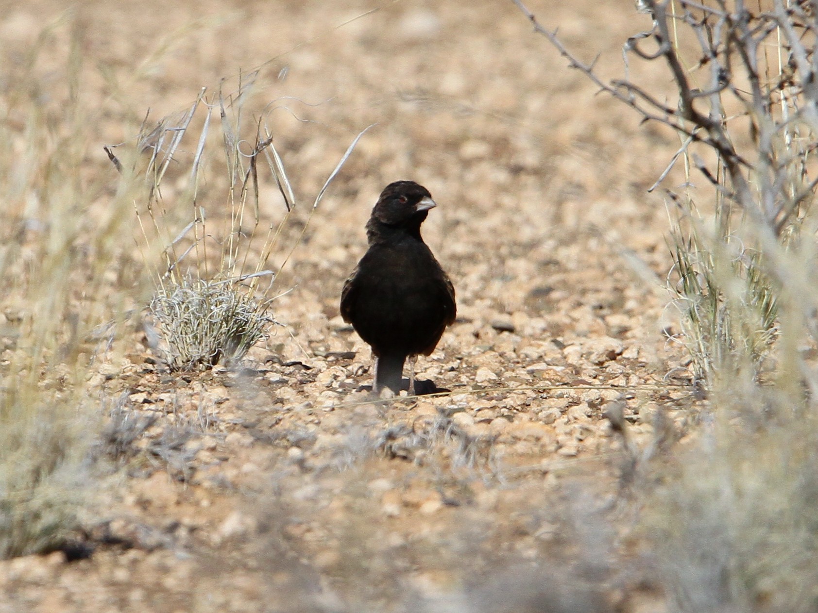Black-eared Sparrow-Lark - eBird