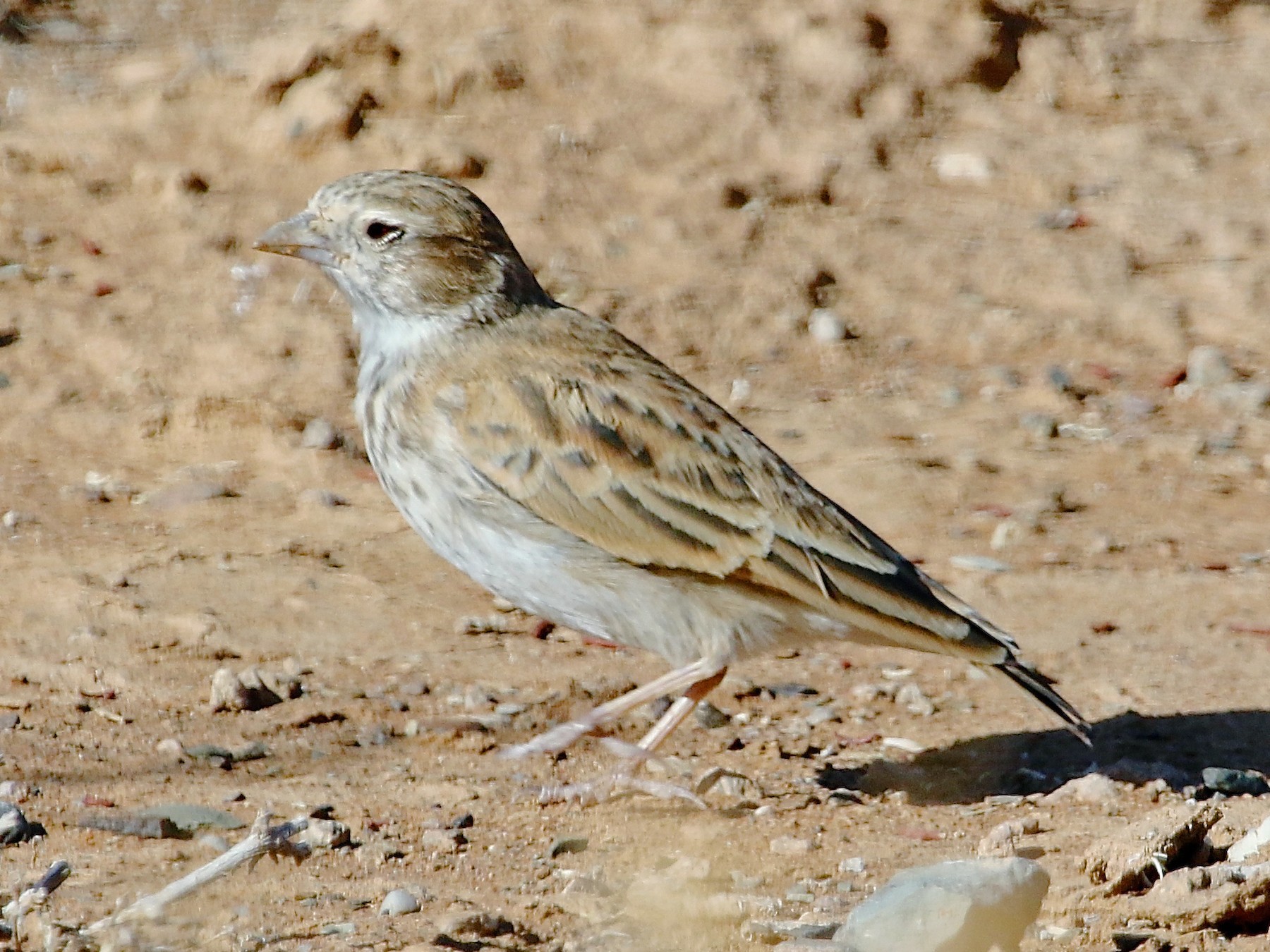 Black-eared Sparrow-Lark - eBird