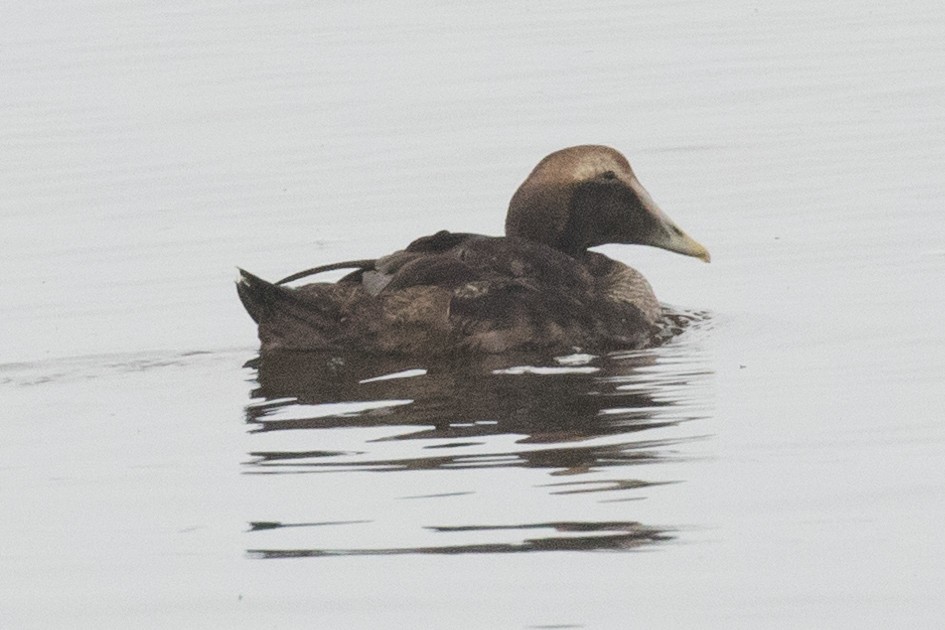 eBird Checklist - 23 Jan 2020 - Riverside Pavilion Park - 15 species