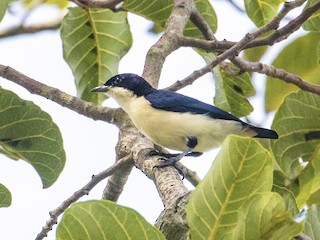 Violet-backed Hyliota - Hyliota violacea - Birds of the World
