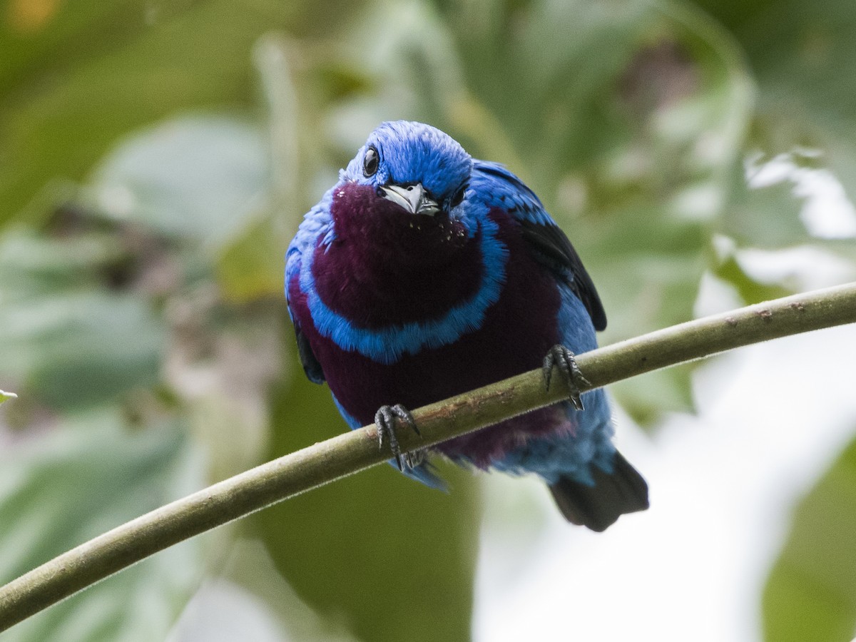 Banded Cotinga - Cotinga maculata - Birds of the World