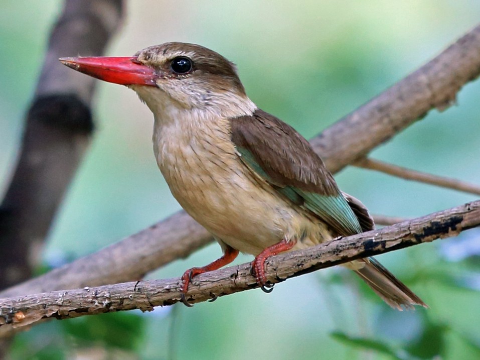 Brown-hooded Kingfisher - eBird