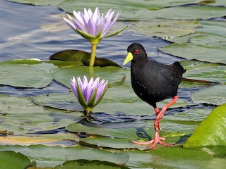 Black Crake - eBird