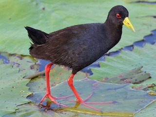 Black Crake - eBird
