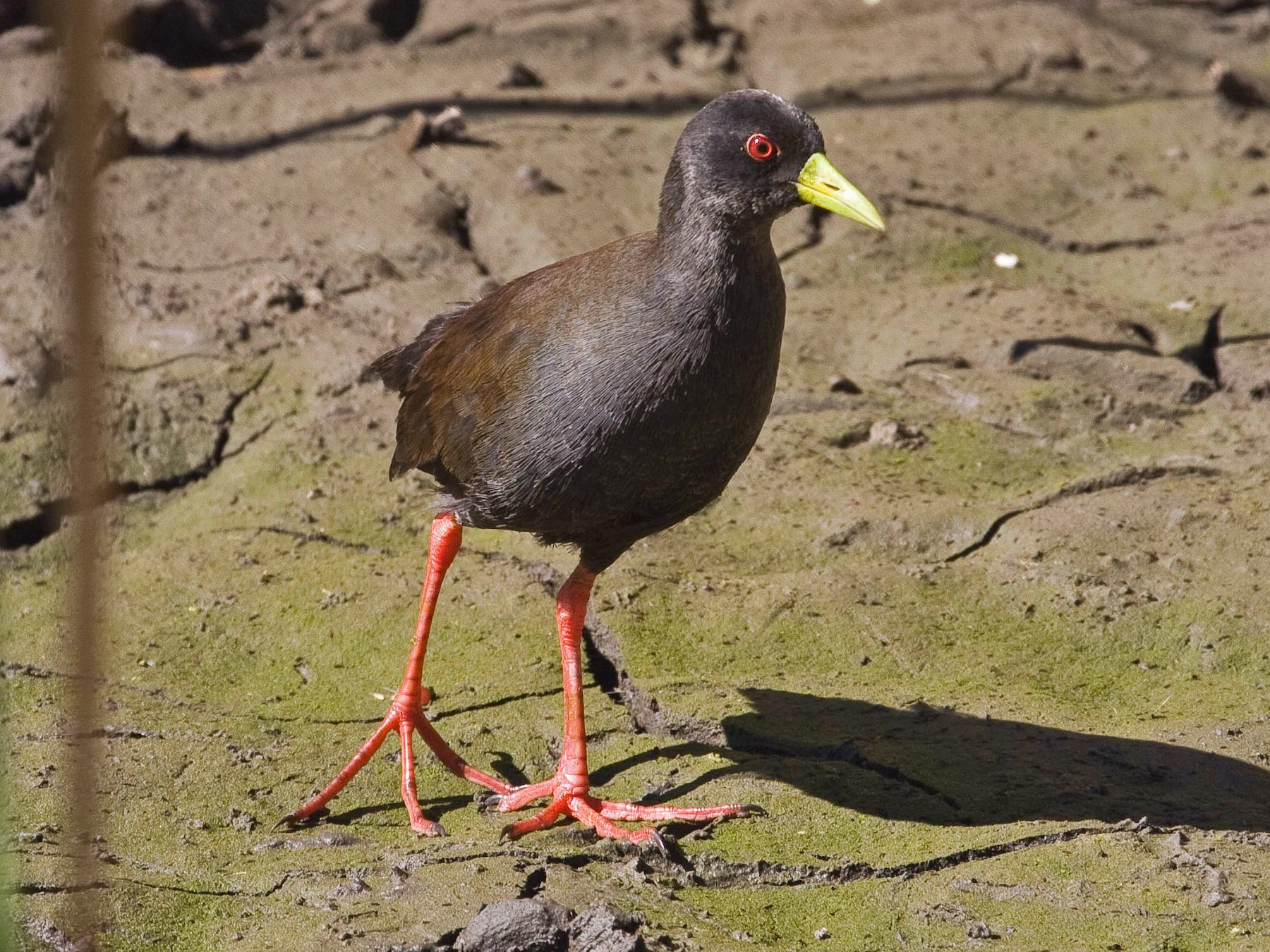 Crake Bird