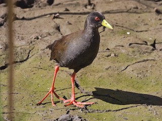 Black Crake - eBird