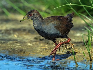 Black Crake - eBird