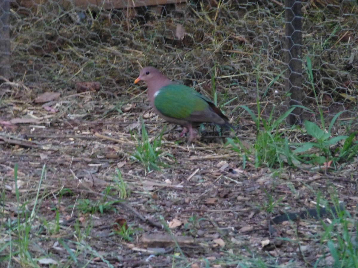 eBird Australia Checklist - 23 Nov 2013 - Aranda - 10 species