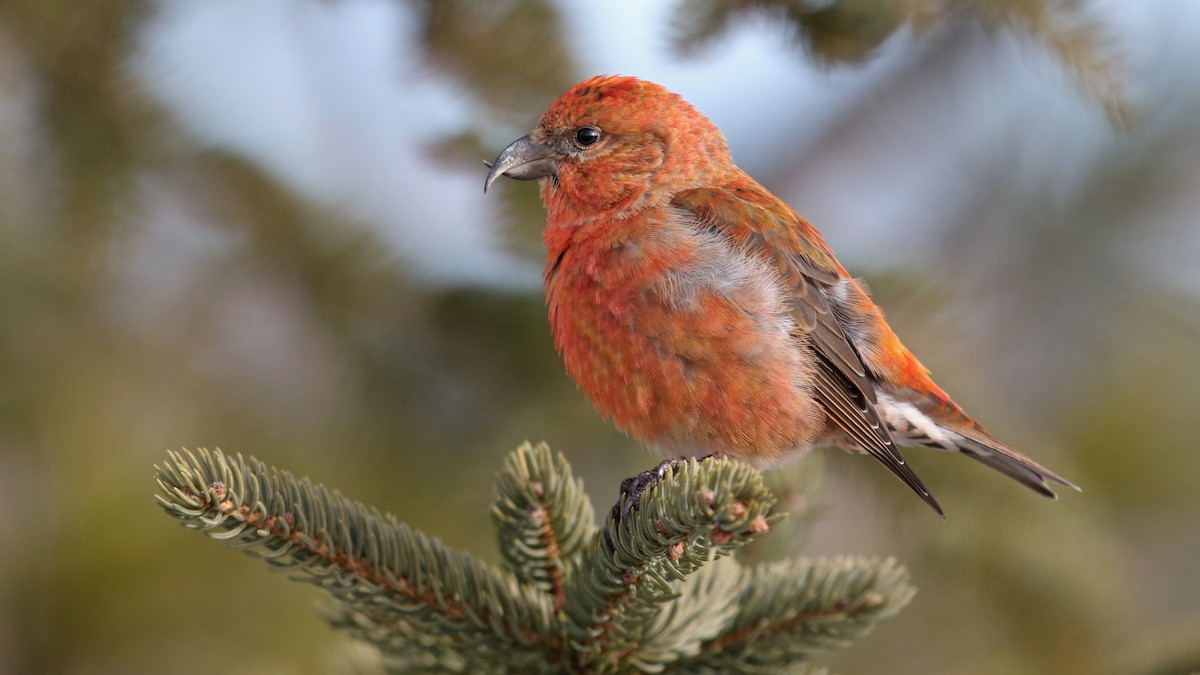 Species Profile: Red Crossbill - North Carolina Bird Atlas