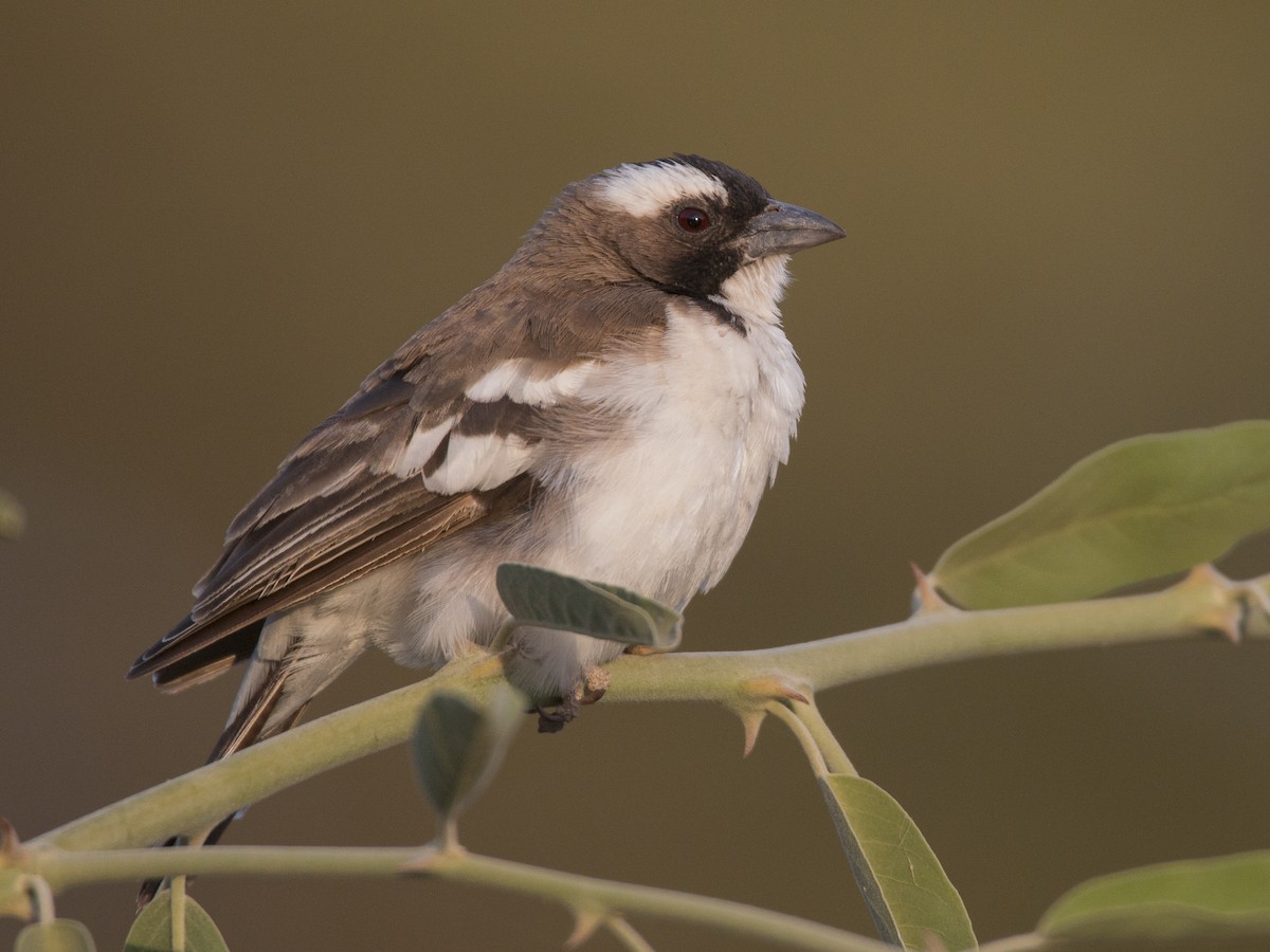 White-browed Sparrow-Weaver - Plocepasser mahali - Birds of the World