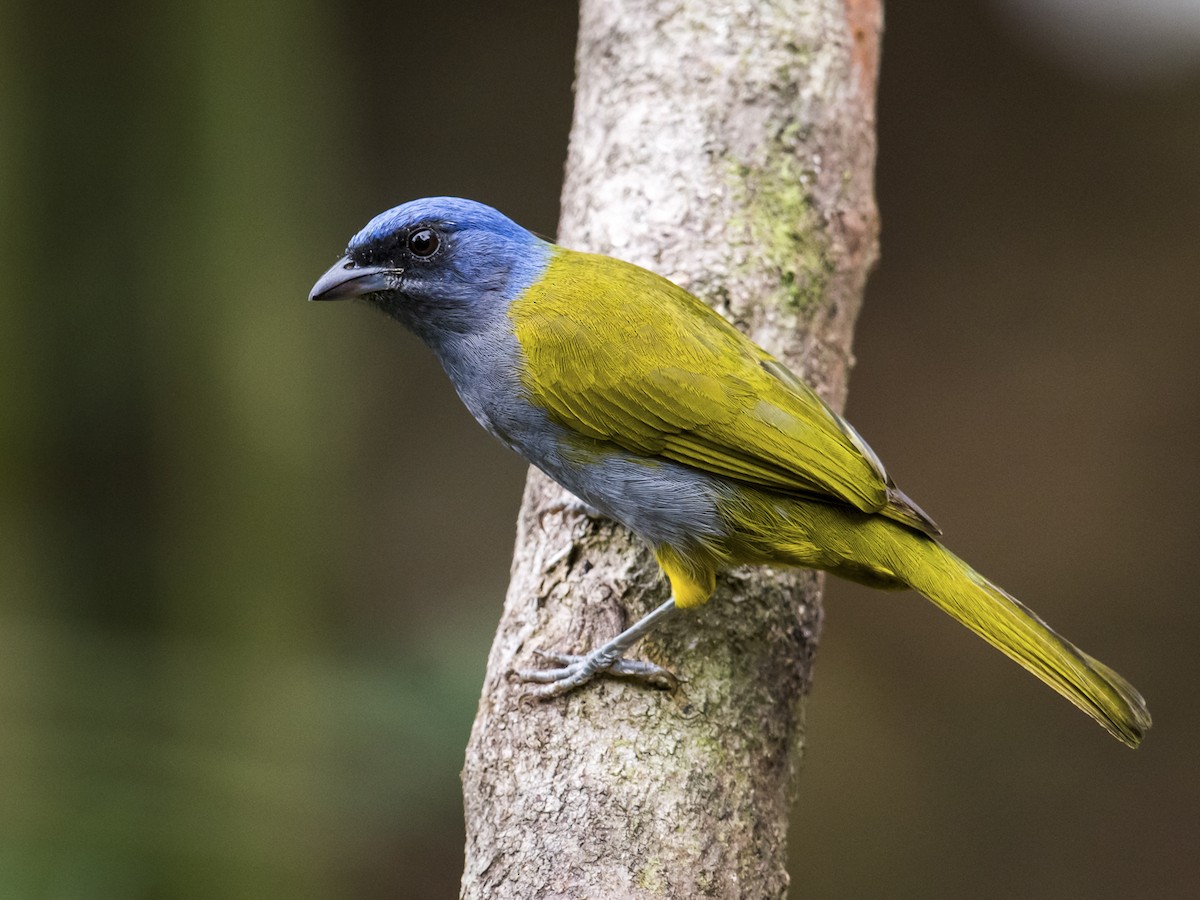 Blue-capped Tanager - Sporathraupis cyanocephala - Birds of the World