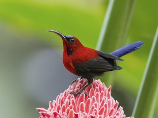 Magnificent Sunbird - Aethopyga magnifica - Birds of the World