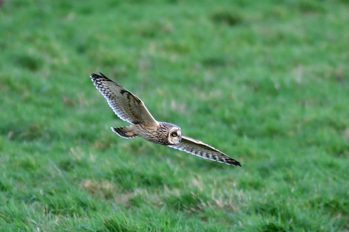 eBird Checklist - 24 Jan 2020 - Samish Flats - 19 species