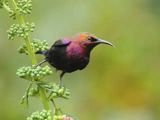 Copper Sunbird - Cinnyris cupreus - Birds of the World