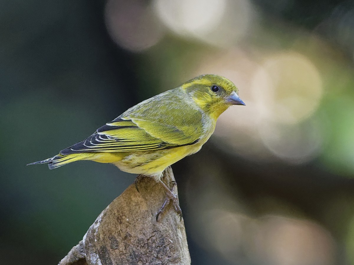 Tibetan Serin - Spinus thibetanus - Birds of the World