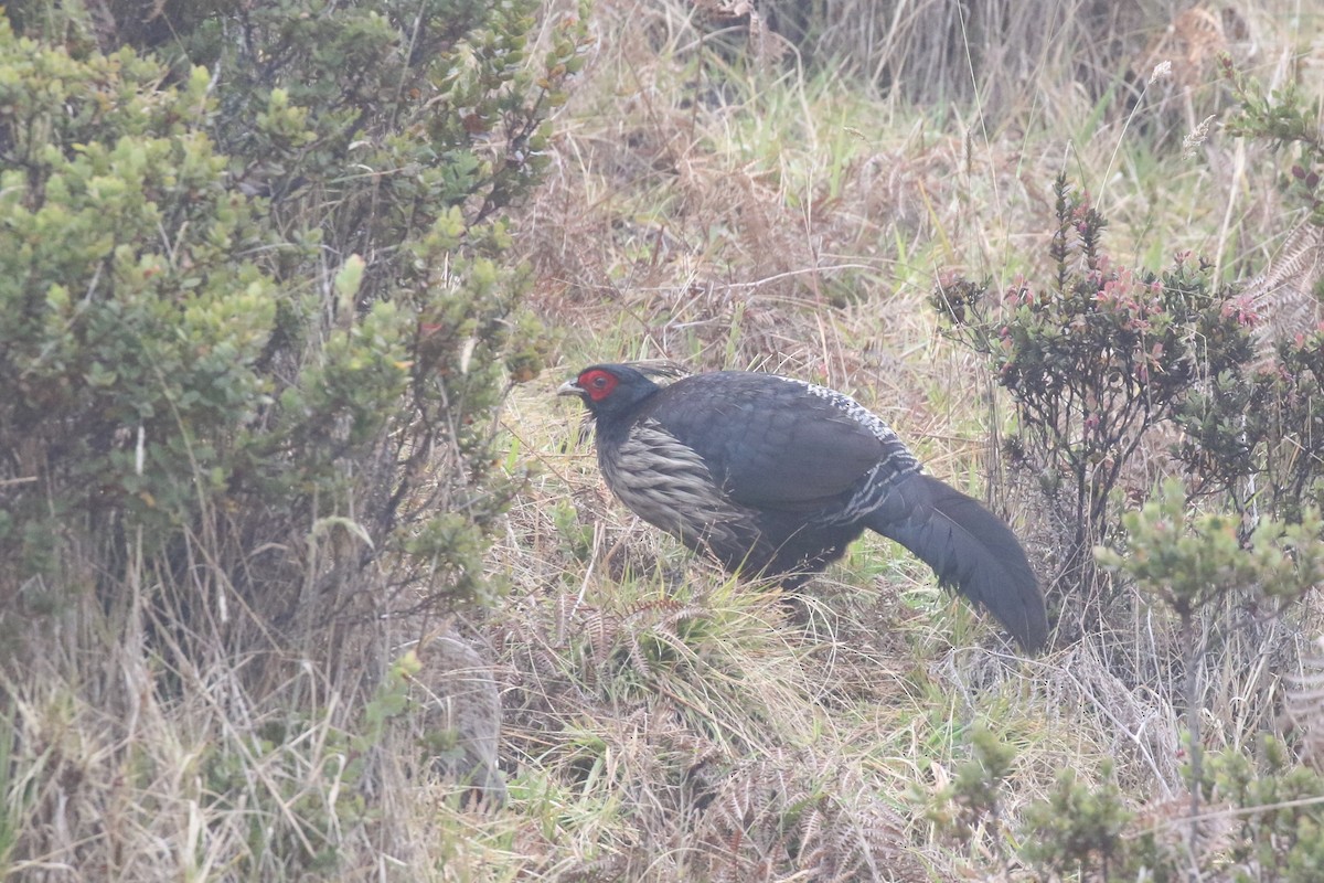 eBird Checklist - 24 Jan 2020 - Hakalau Forest NWR--Pua Akala Tract ...