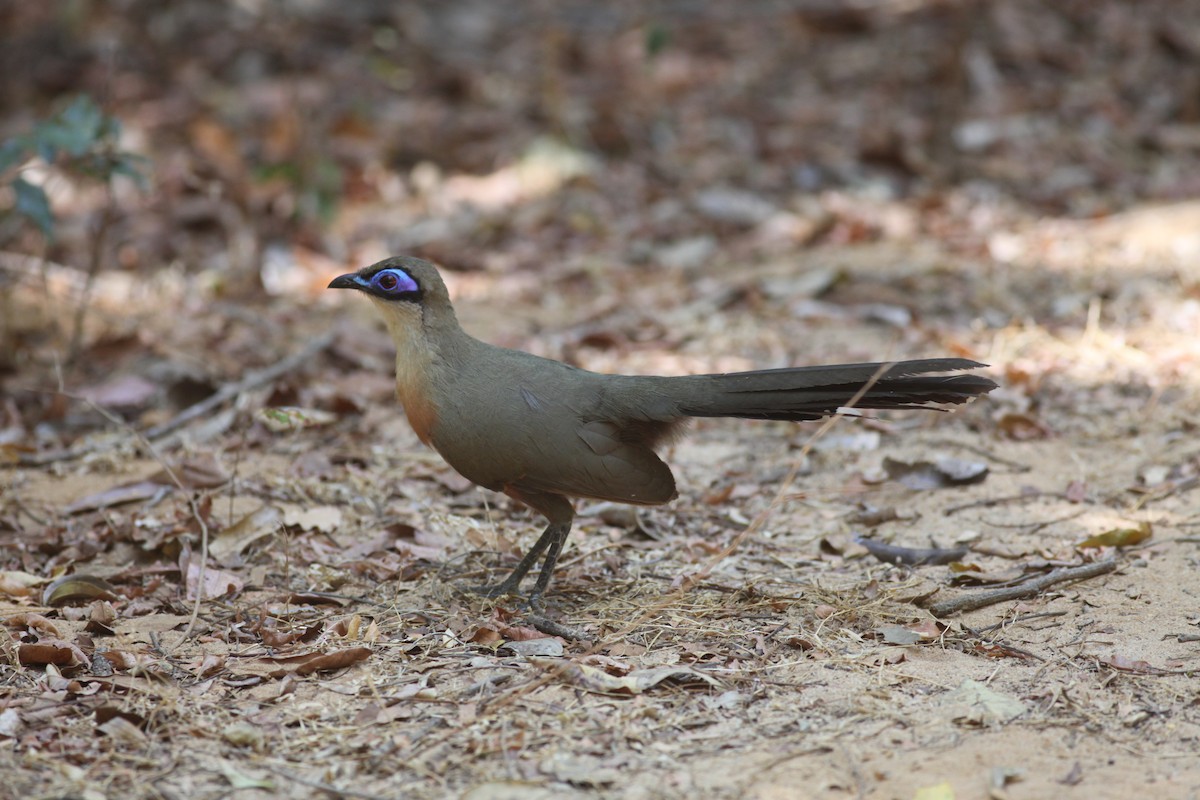 Coquerel's Coua - Coua coquereli - Birds of the World