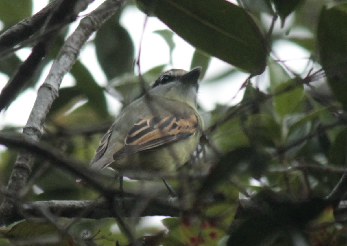 ML202752781 Black-and-white Becard Macaulay Library