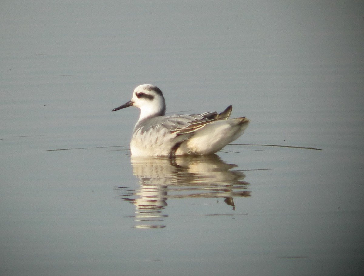 eBird Checklist - 1 Nov 2007 - Blackwater National Wildlife Refuge - 38 ...