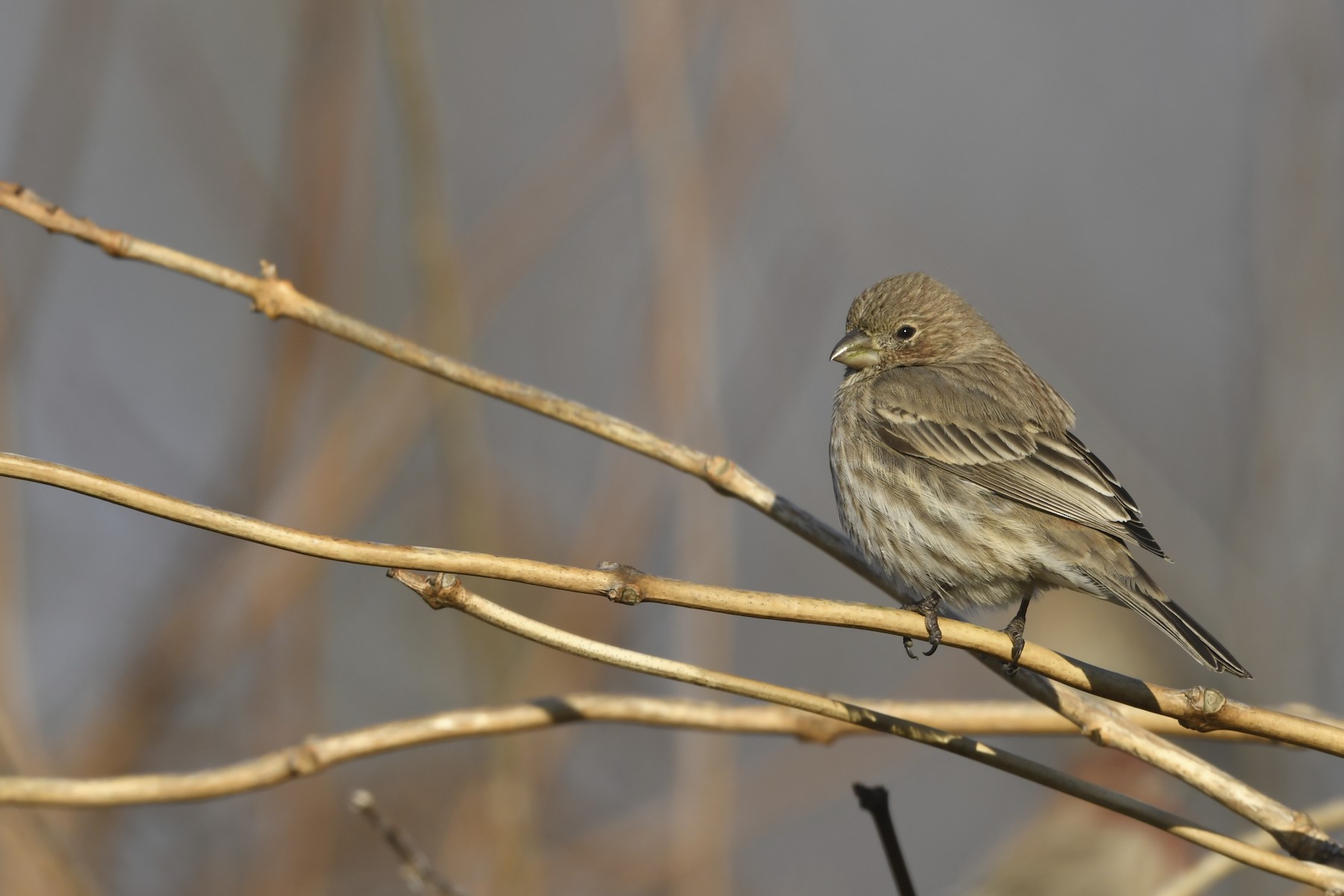 House Finch (Common) - eBird