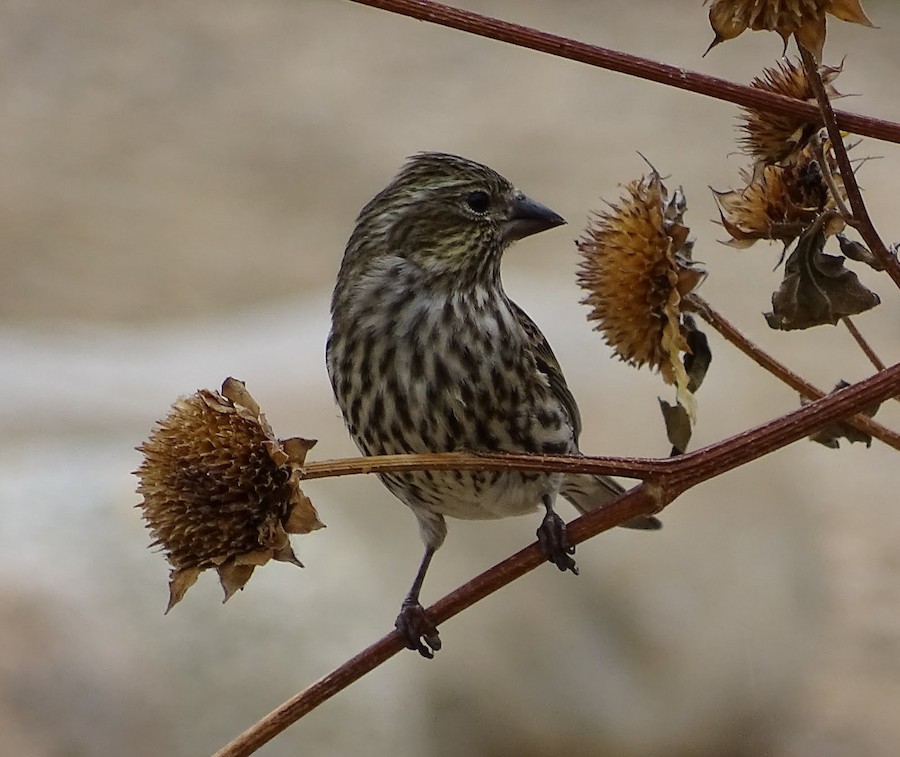 Pinzón Colorado/Serrano - eBird