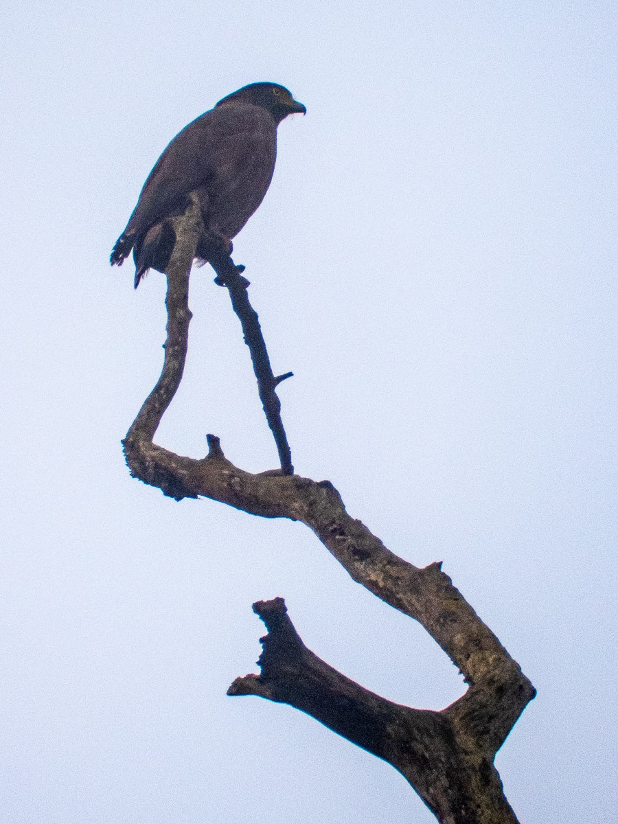 eBird India Checklist - 14 Jan 2020 - Periyar Tiger Reserve--Green Walk ...