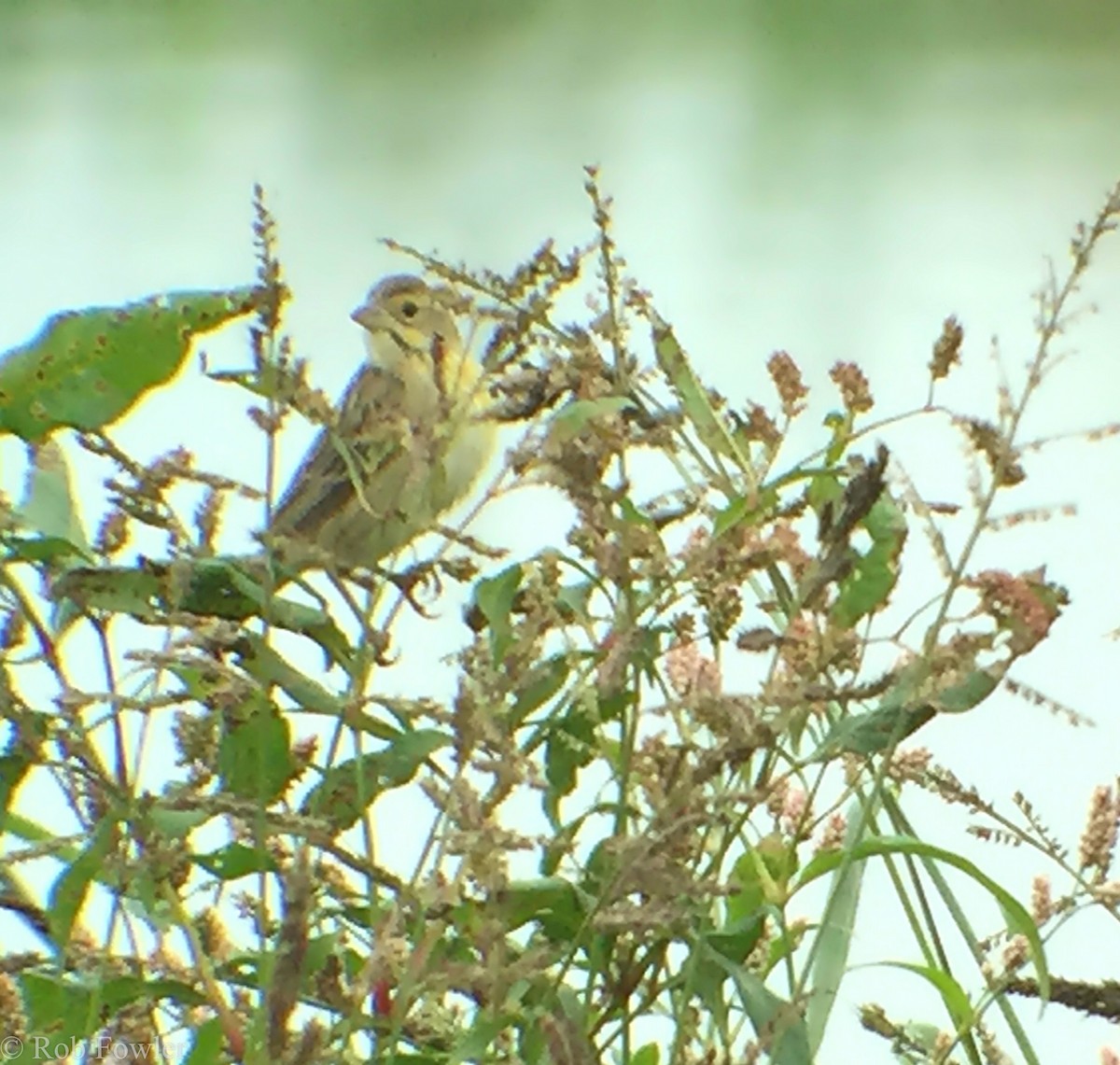 eBird Checklist - 7 Oct 2015 - Alexandre Dairy - 25 species