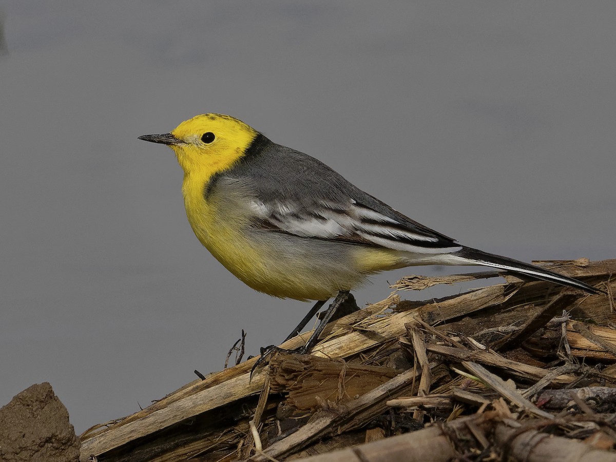 Citrine Wagtail - Motacilla citreola - Birds of the World
