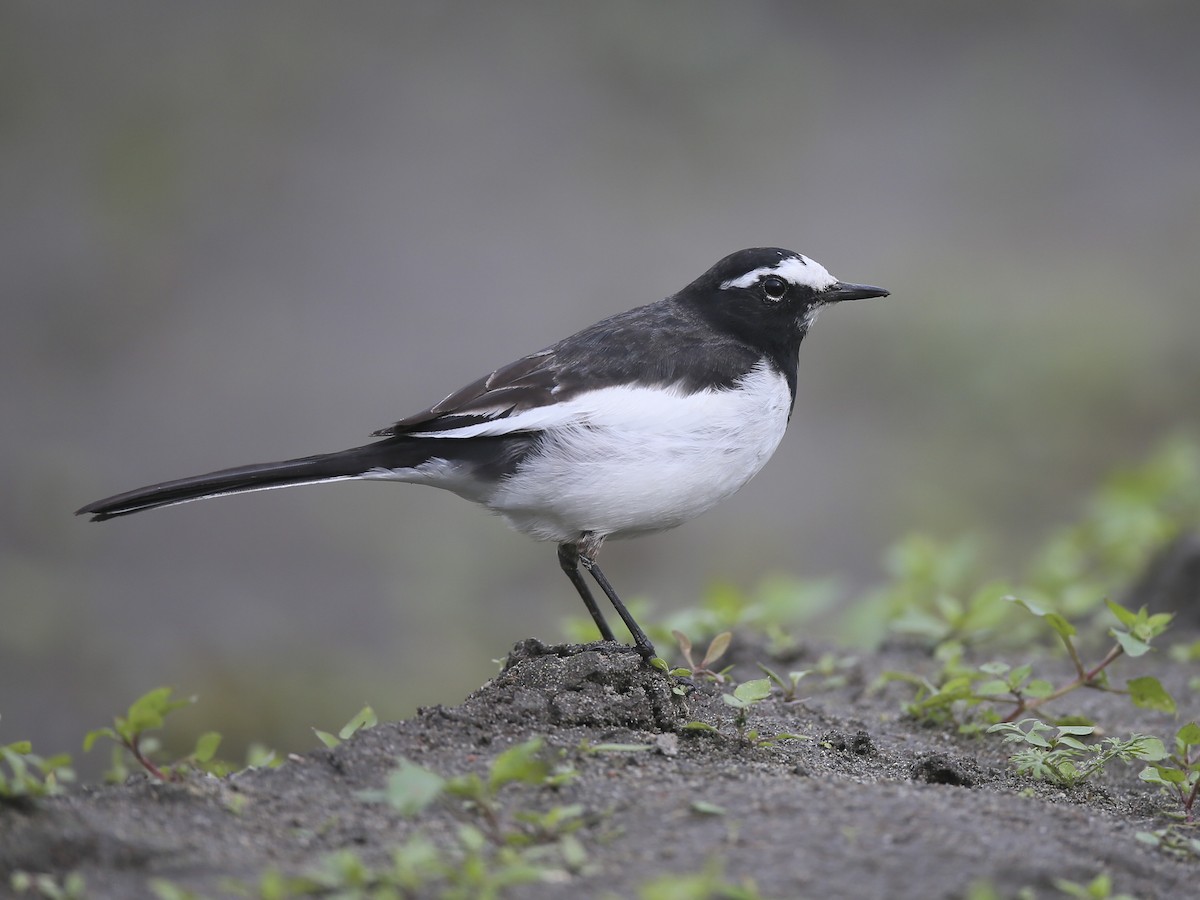 Japanese Wagtail - Motacilla grandis - Birds of the World