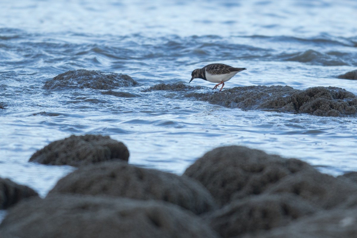 eBird Checklist - 26 Jan 2020 - Prime Hook NWR--Fowler Beach Rd./Fowler ...