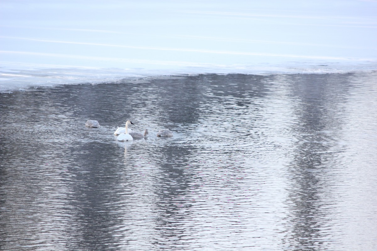 eBird Checklist - 25 Jan 2020 - Moberly River bridge - 5 species