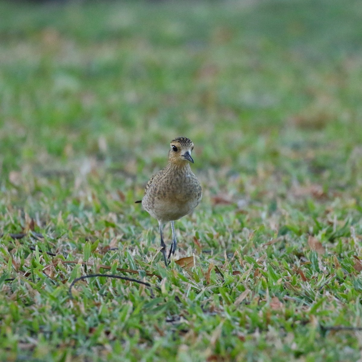 eBird Checklist - 26 Jan 2020 - Kapiolani Park - 17 species