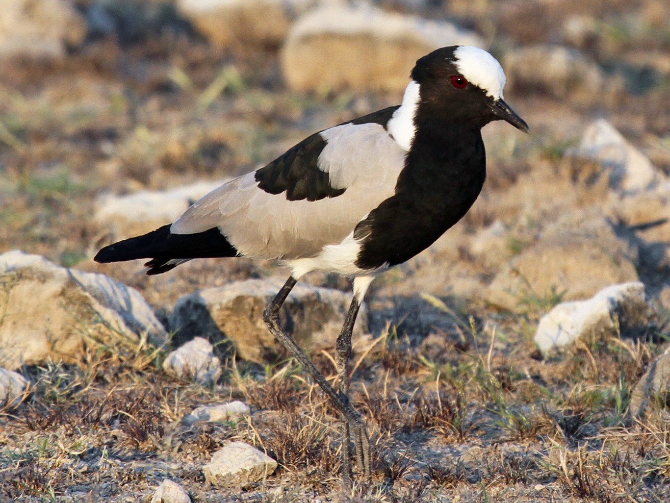 Blacksmith Lapwing - eBird