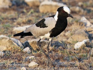 Blacksmith Lapwing - eBird