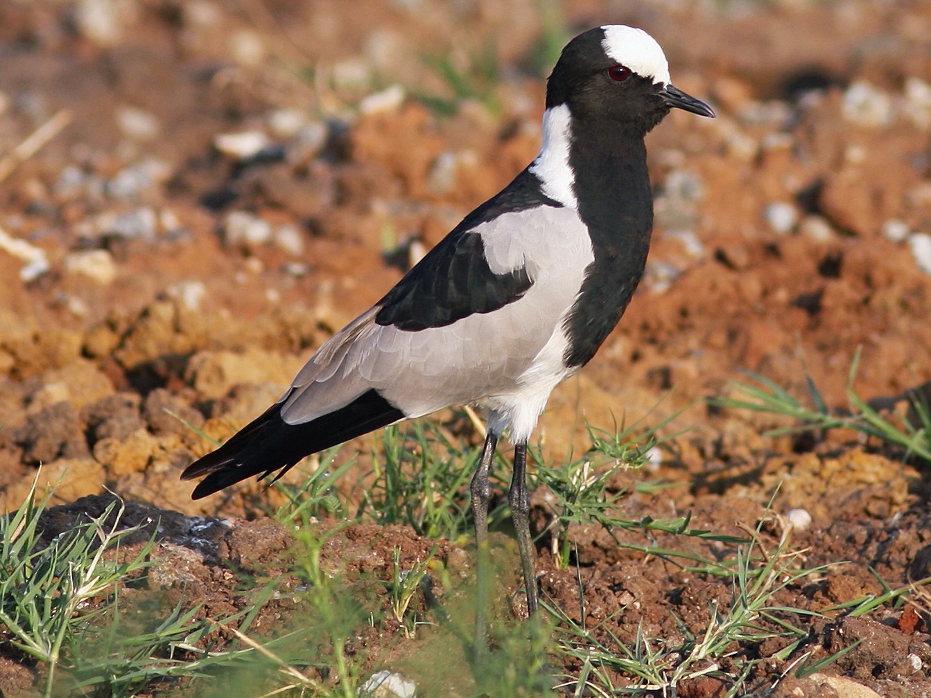 czajka srokata - eBird