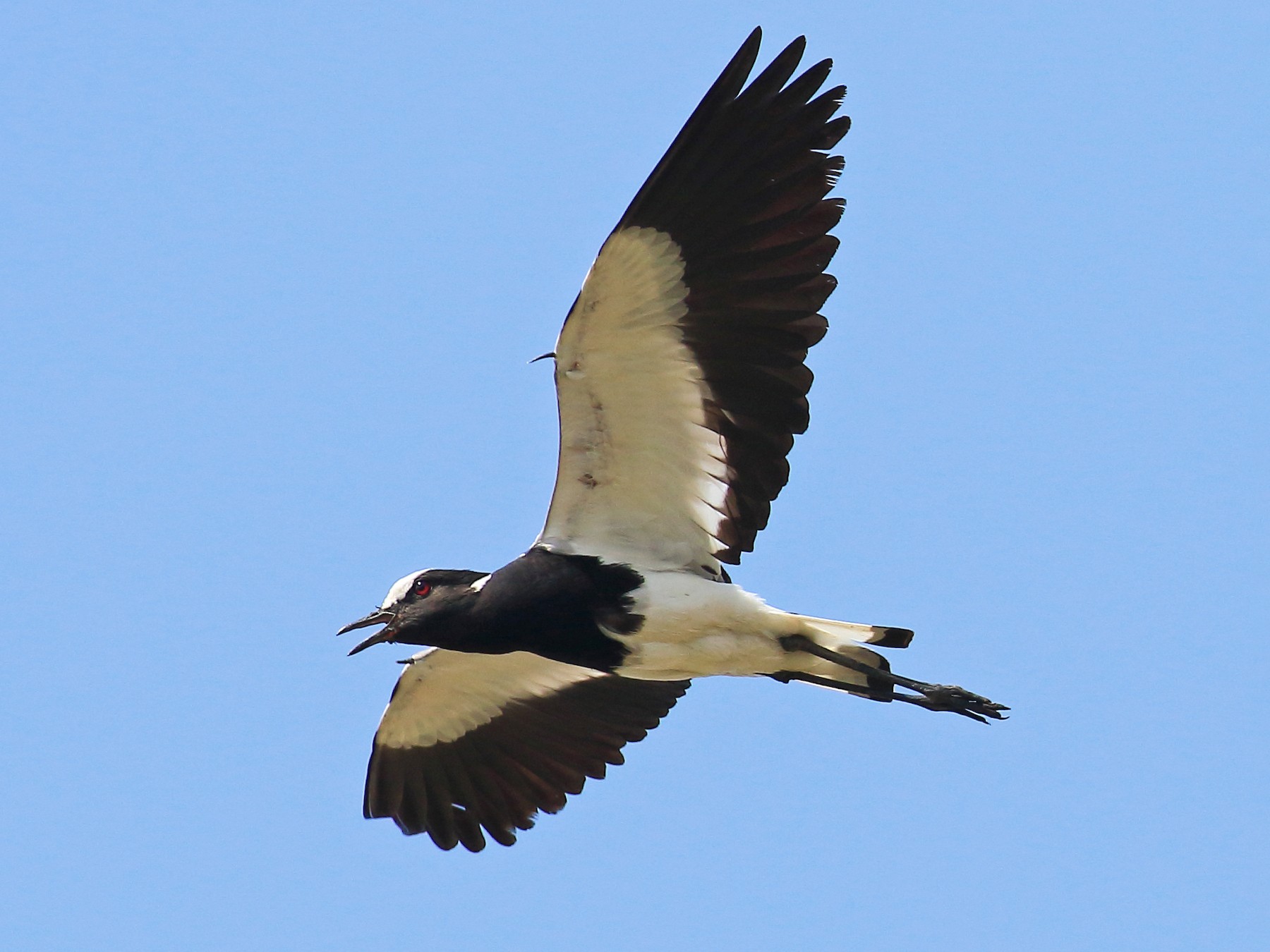 Blacksmith Lapwing - eBird