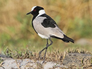 Blacksmith Lapwing - eBird