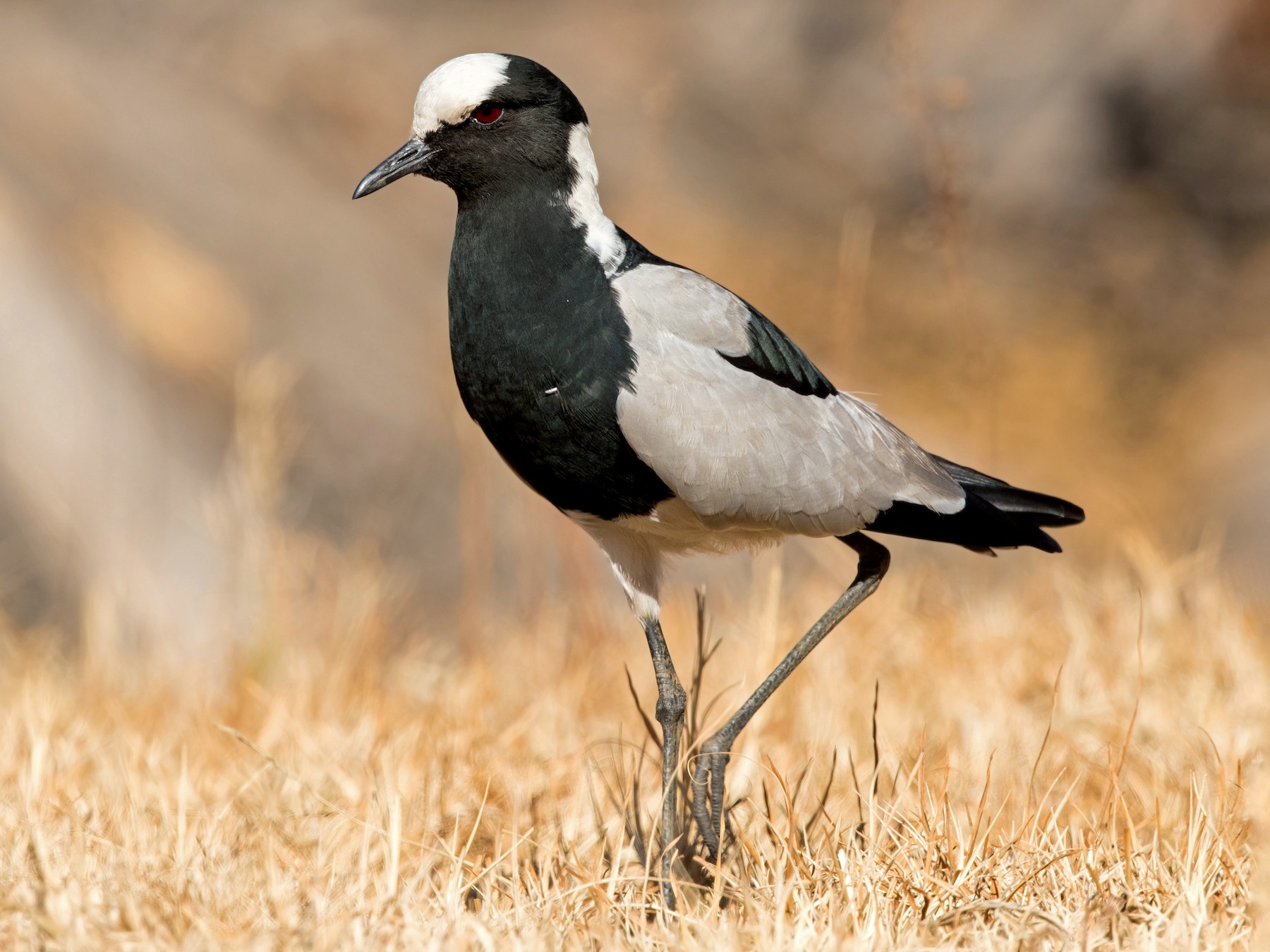 Blacksmith Lapwing - eBird