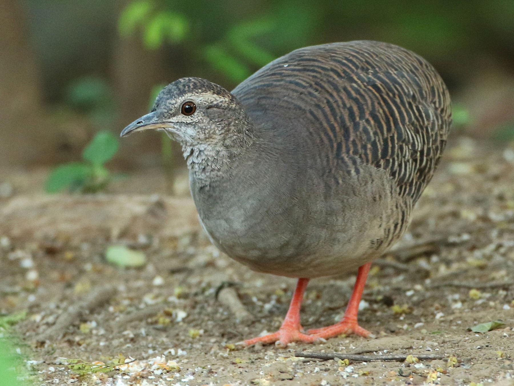 Pale-browed Tinamou - eBird