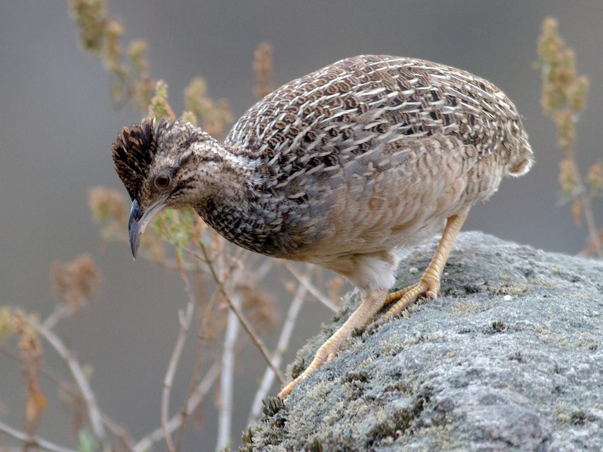 Andean Tinamou - eBird