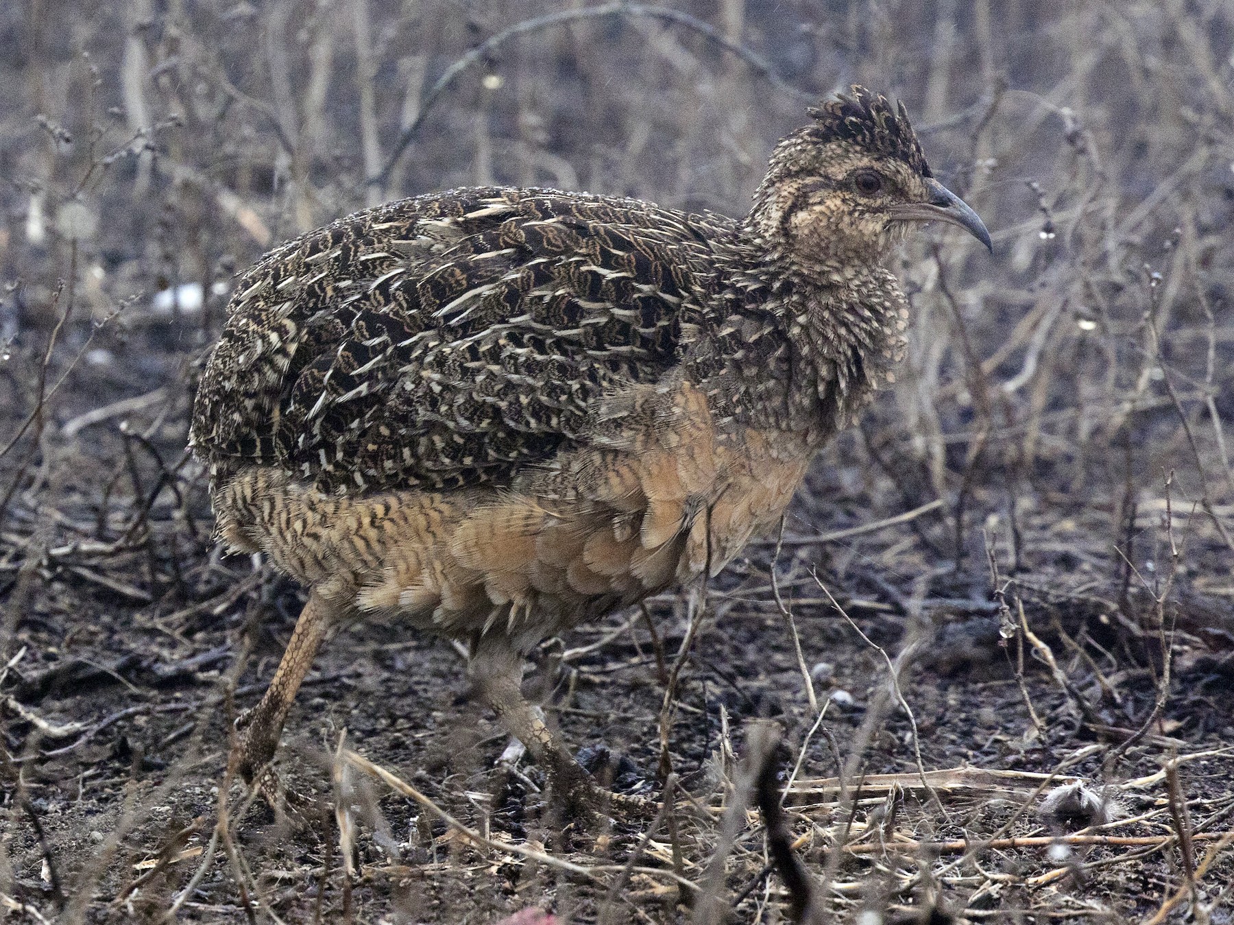 Perdiz andina - eBird