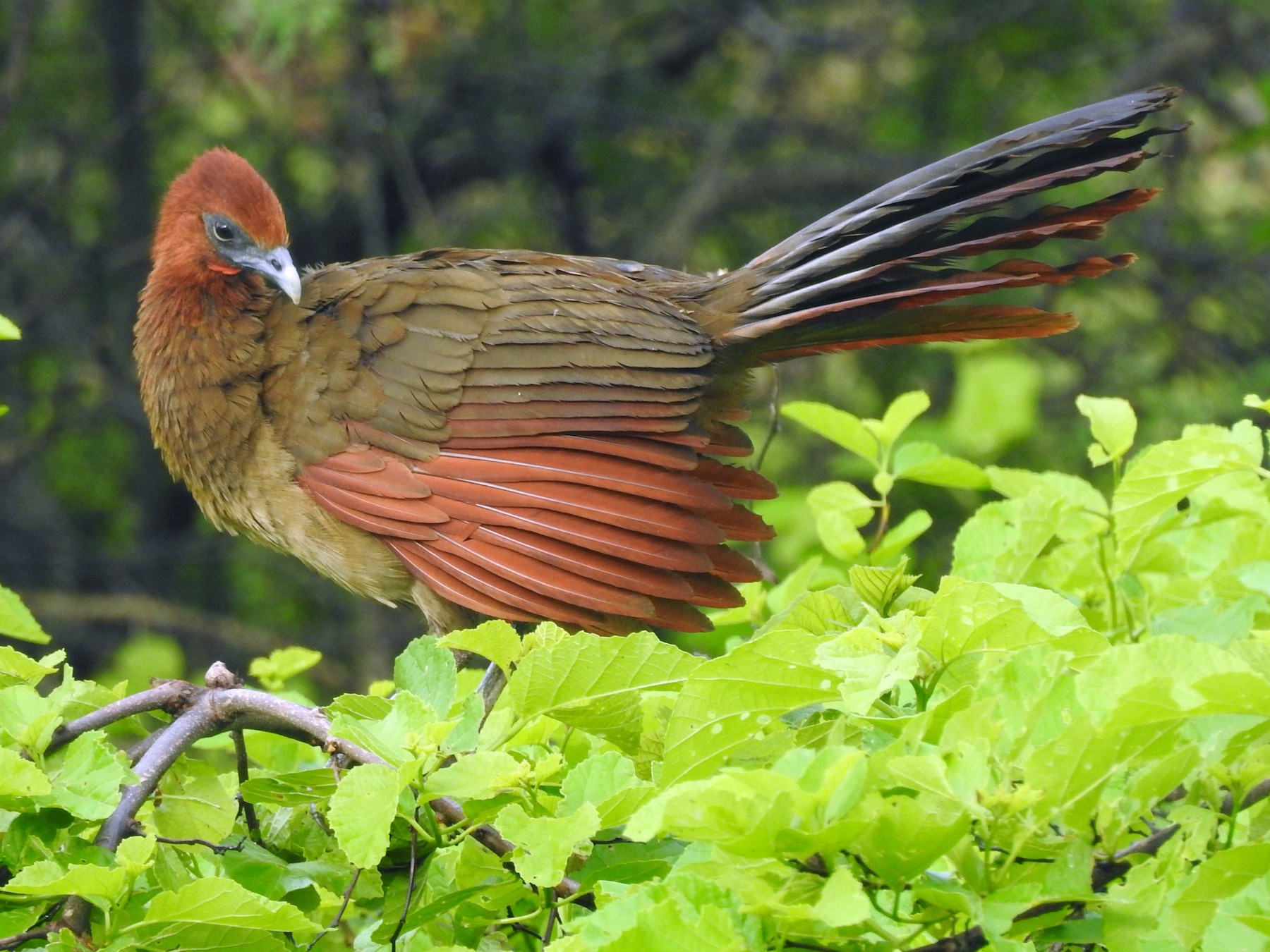 Chachalaca Cabecirrufa - eBird